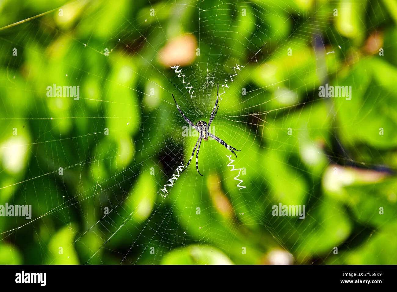 Spider sits in his web in the Maldives island Stock Photo - Alamy