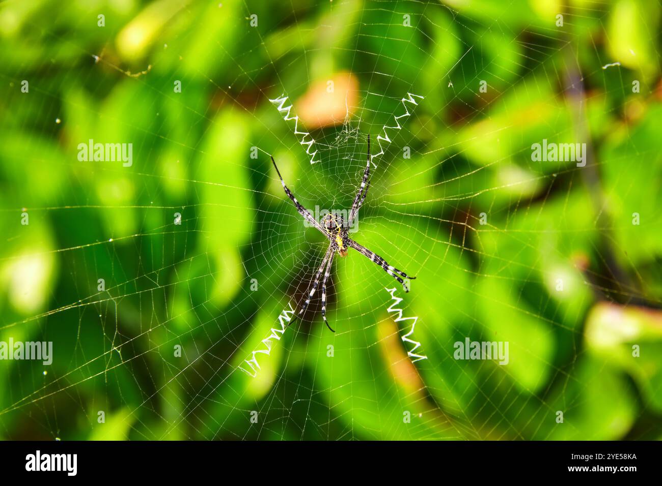 Spider sits in his web in the Maldives island Stock Photo - Alamy