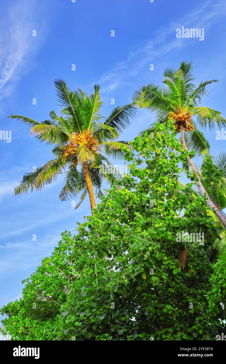 Coconut tree with fruits-coconuts,on a tropical island in the Maldives ...