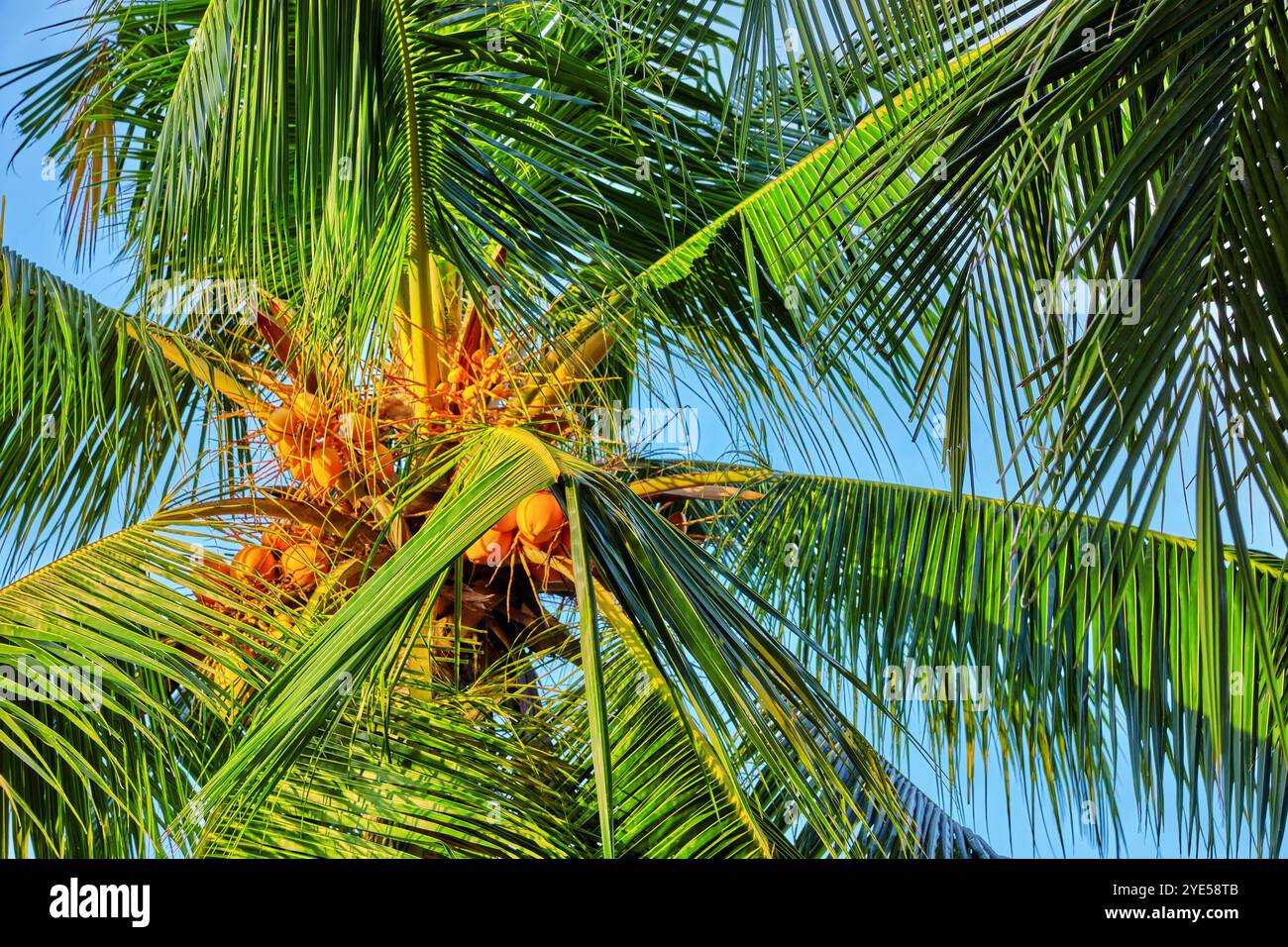 Coconut tree with fruits-coconuts,on a tropical island in the Maldives ...