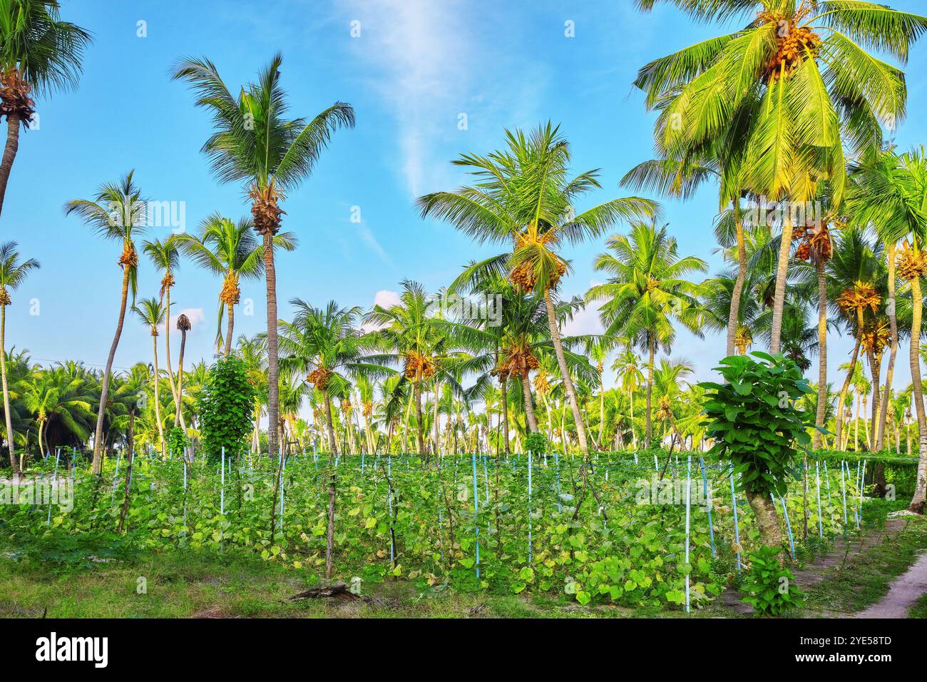 Coconut tree with fruits-coconuts,on a tropical island in the Maldives ...