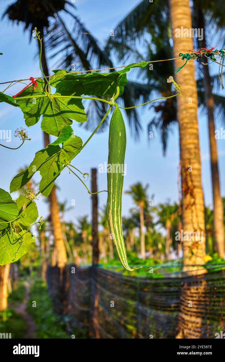 Trichosanthes - serpentine cucumber in Maldives island Stock Photo - Alamy