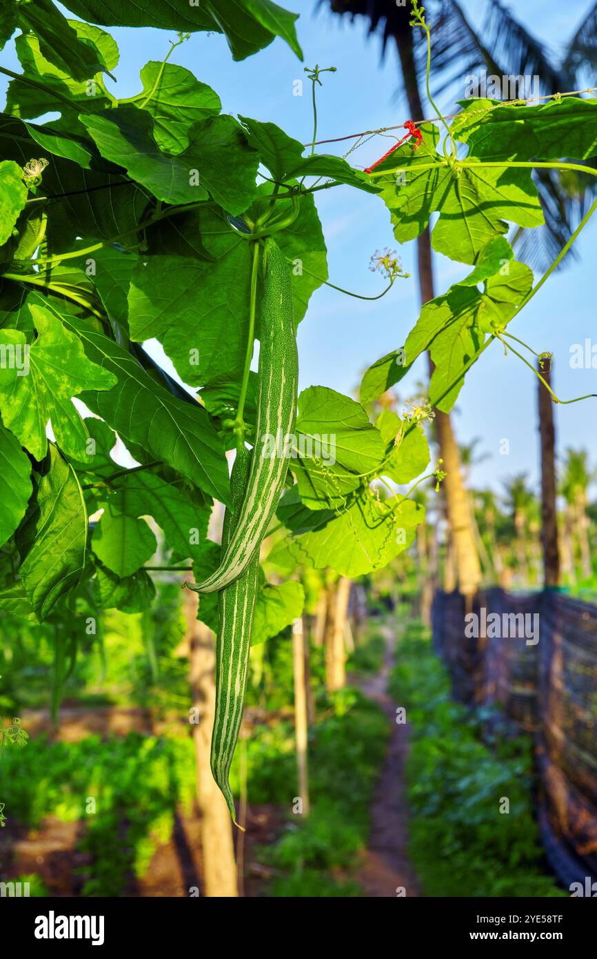 Trichosanthes - serpentine cucumber in Maldives island Stock Photo - Alamy