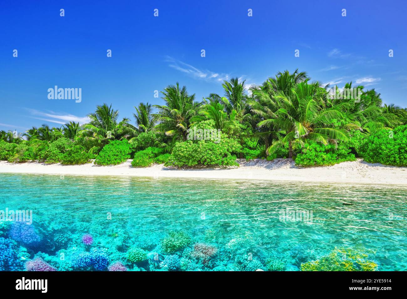 Tropical island and the underwater world in the Maldives. Thoddoo ...