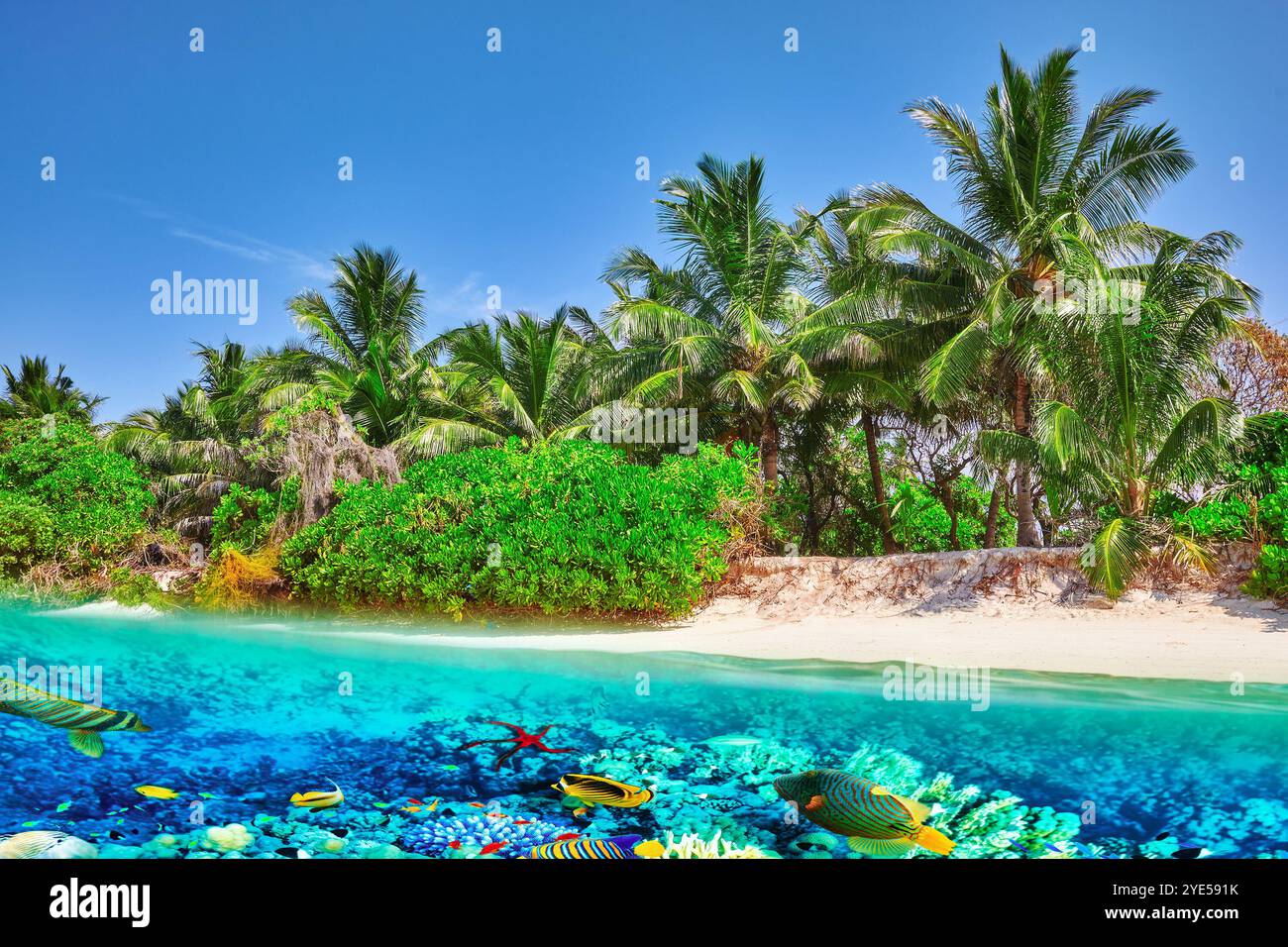 Tropical island and the underwater world in the Maldives. Thoddoo ...