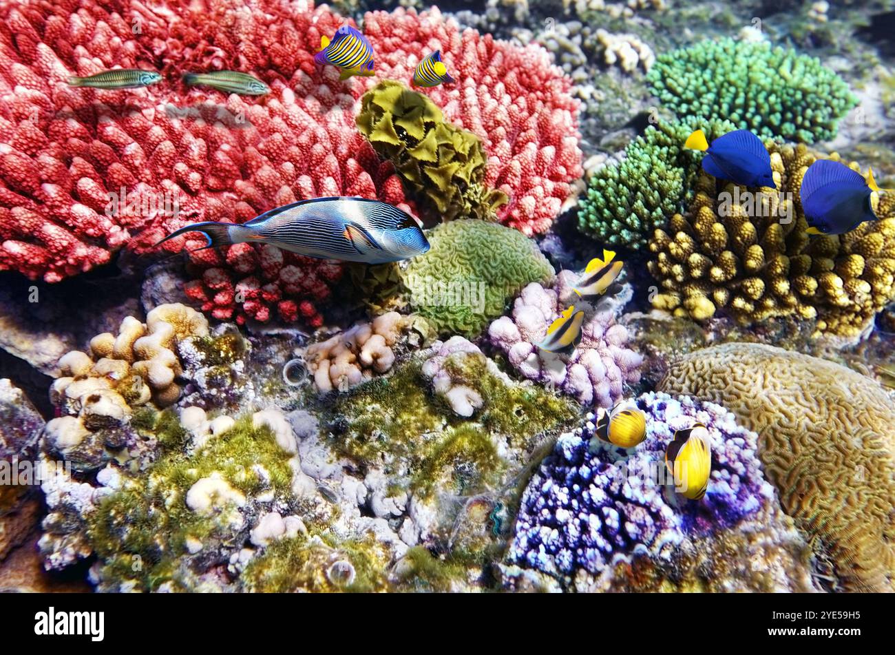 Coral and fish in the Red Sea.Fish couples.Egypt Stock Photo - Alamy