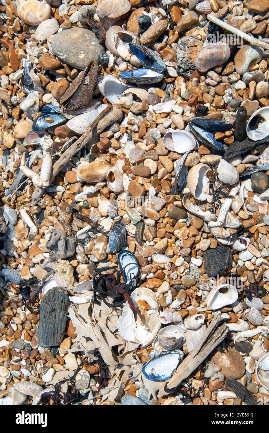 Shells, rubble, stones, pebbles and discarded seaweed close-up on a ...