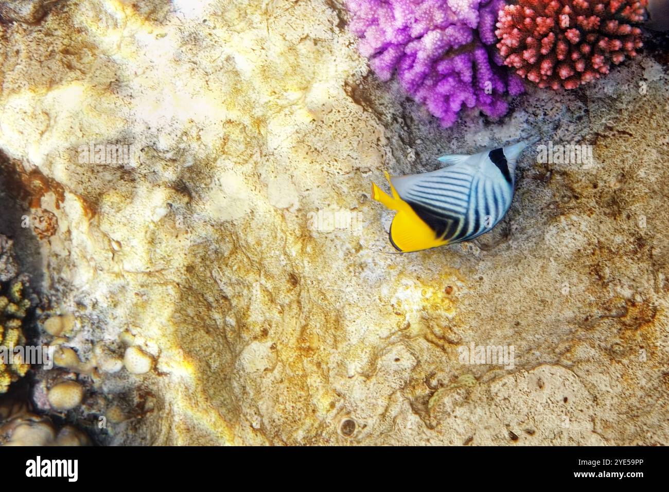 Coral and fish in the Red Sea.Diagonal butterfly.Egypt Stock Photo - Alamy