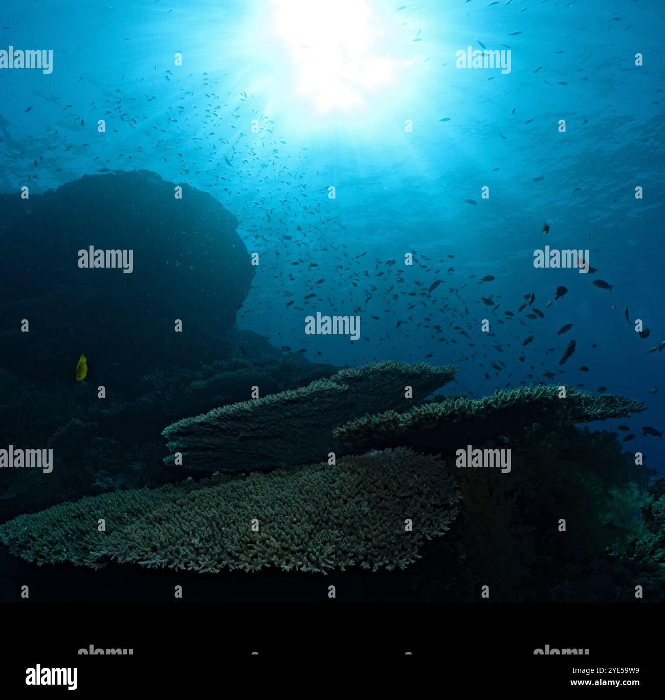 Reef view with table corals and sun ball Stock Photo - Alamy