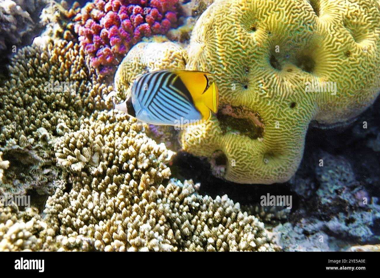 Coral and fish in the Red Sea.Butterfly fish.Egypt Stock Photo - Alamy