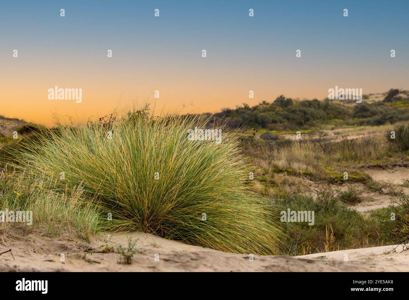 Close up of large clump of Dune Grass or Marram Grass, Ammophila ...