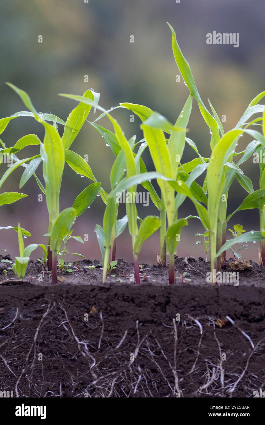 Young corn plants roots hi-res stock photography and images - Alamy