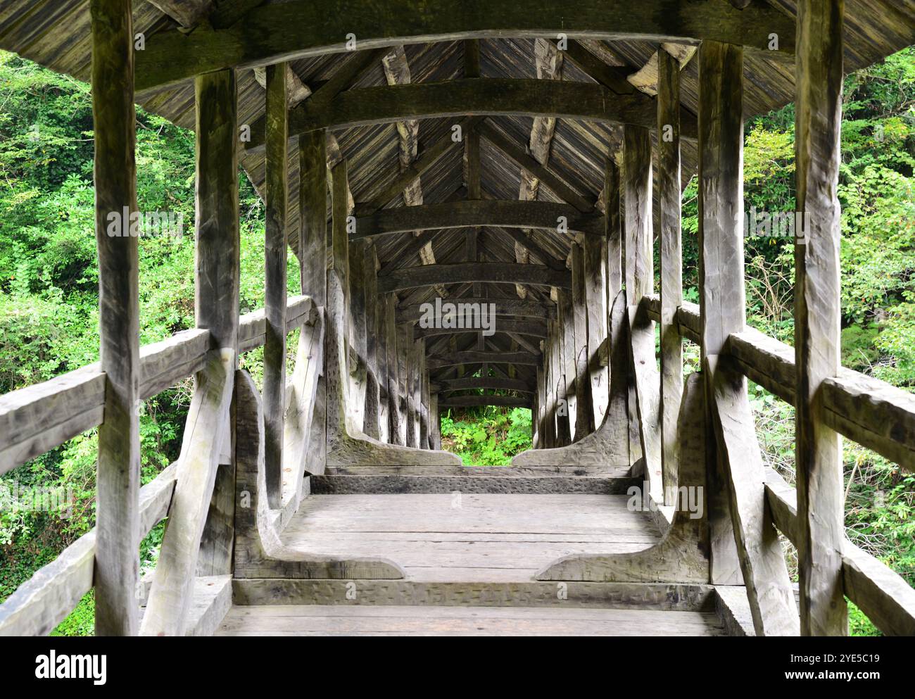 The Historical Buzlupinar Bridge in Cayeli, Rize, Turkey was built of ...