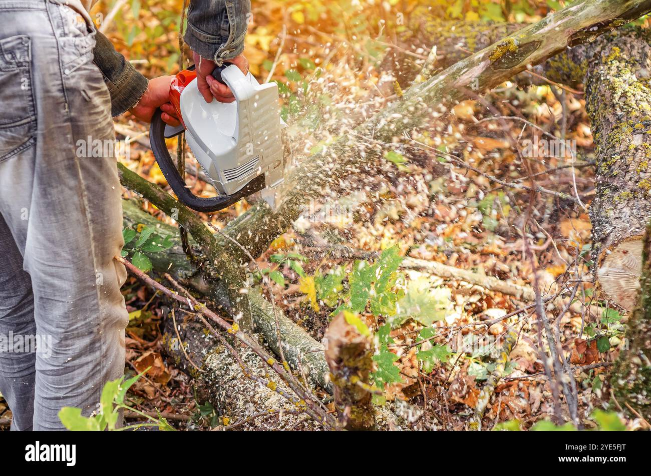 Forest work: chainsaw lumberjack cutting wood Stock Photo - Alamy