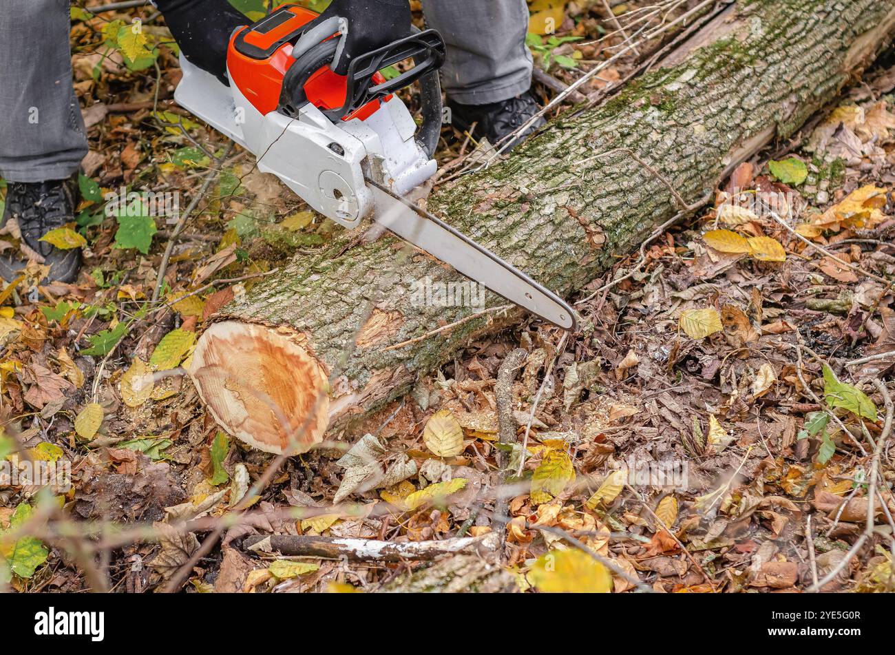 Forestry and logging worker using chainsaw in forest Stock Photo - Alamy