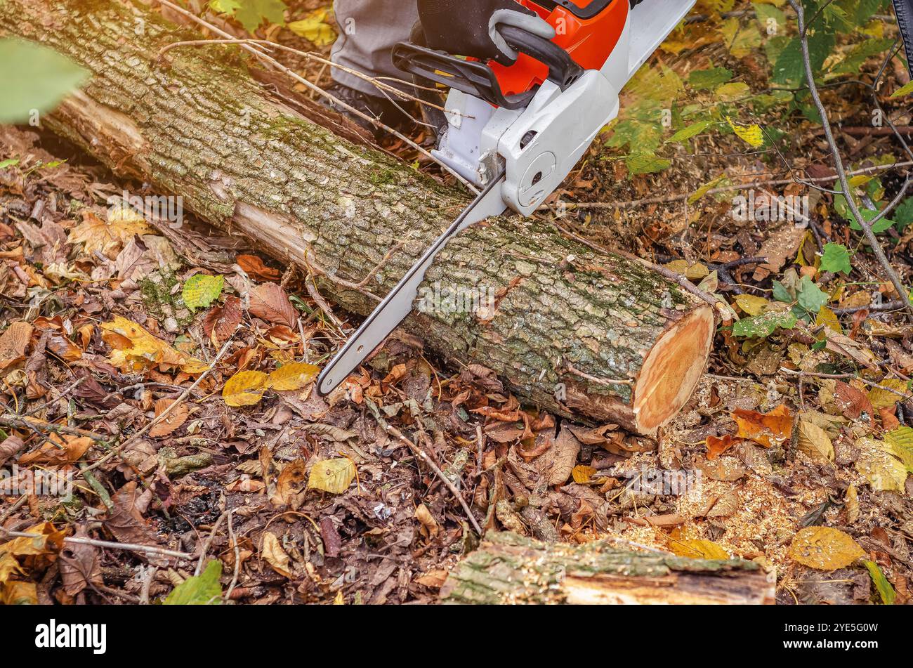 Logging worker hi-res stock photography and images - Alamy