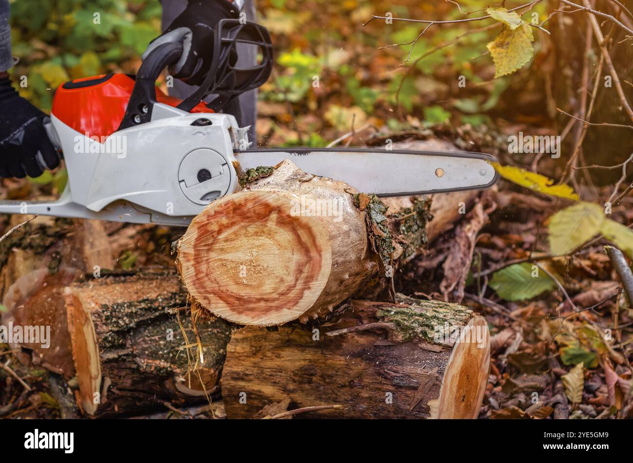Timber cutting: lumberjack with chainsaw in wild Stock Photo - Alamy