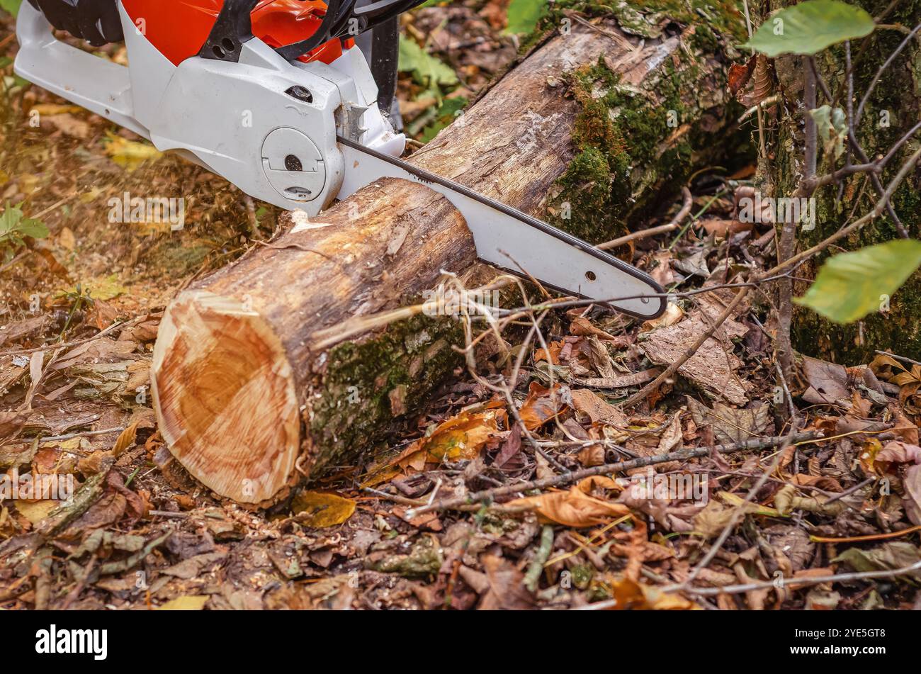 Lumberjack cutting hi-res stock photography and images - Alamy