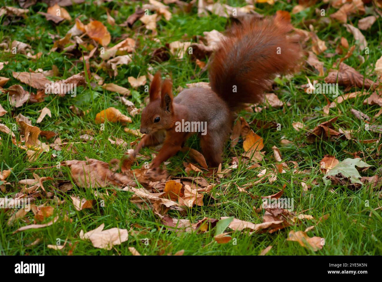 red squirrel looks for food Stock Photo - Alamy