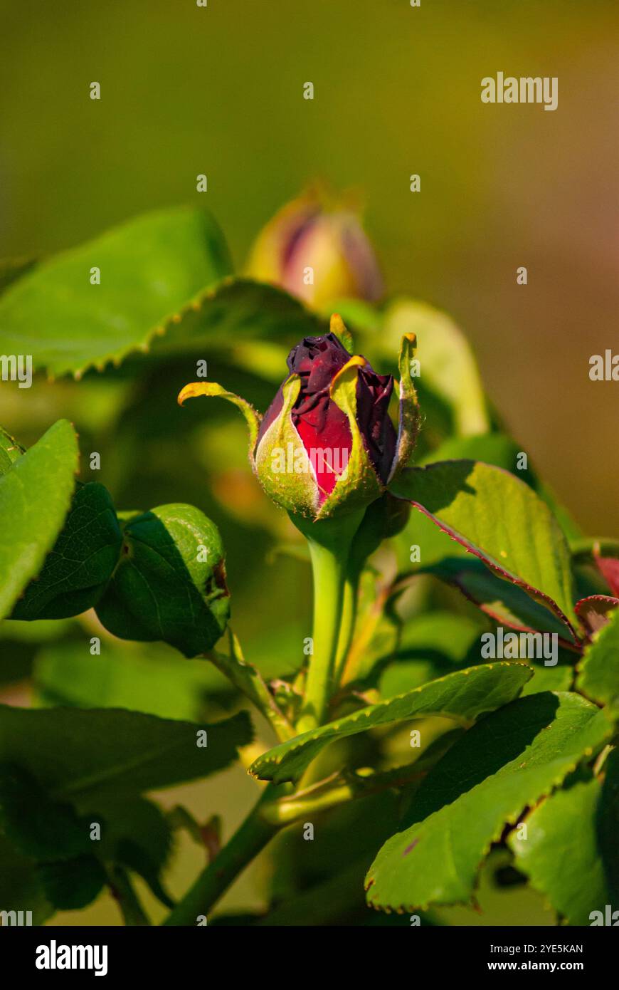 Woman rose bud garden hi-res stock photography and images - Alamy