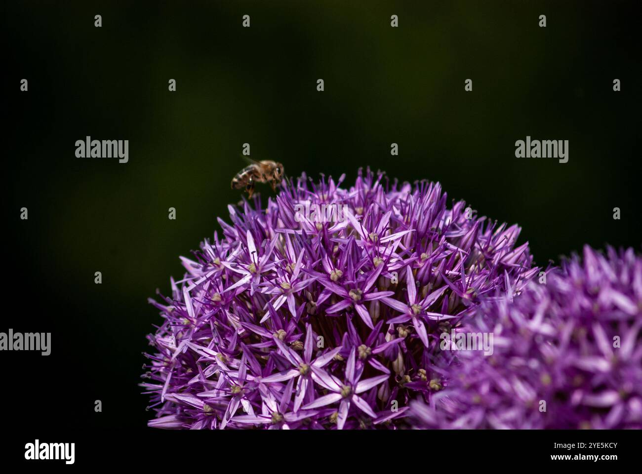 Bee at work on Allium giganteum Stock Photo - Alamy