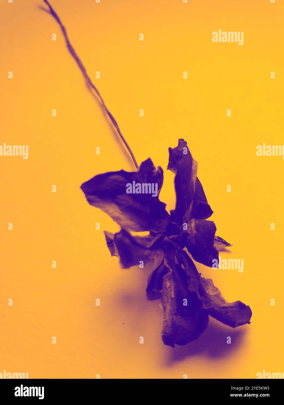Close up of a withered single flower Stock Photo - Alamy