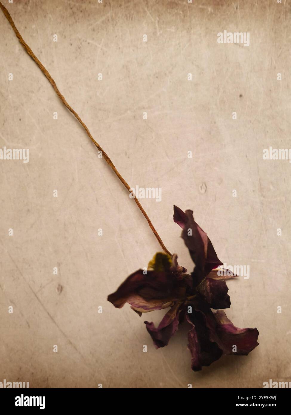 Withered space hi-res stock photography and images - Alamy