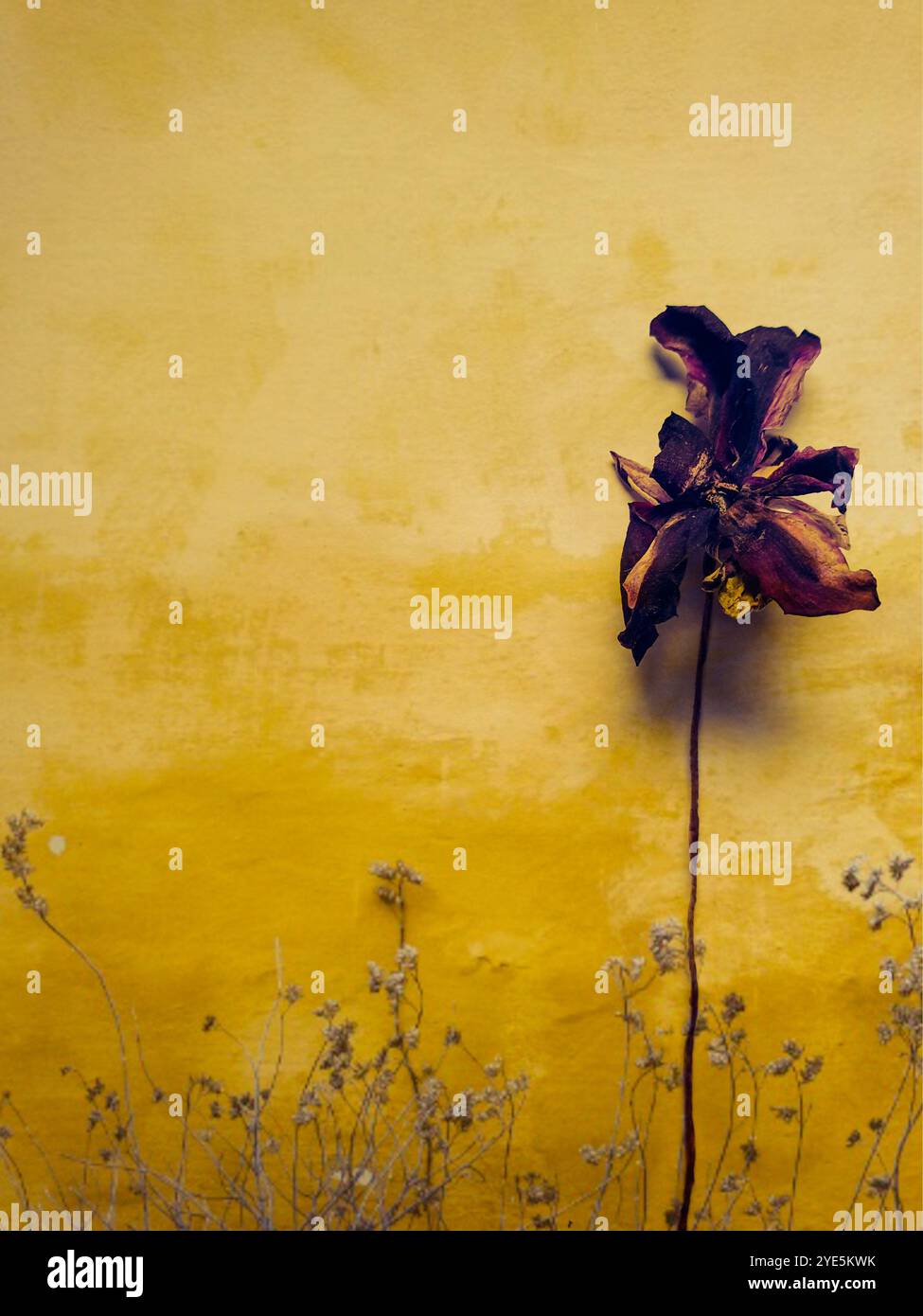 Close up of a withered single flower Stock Photo - Alamy