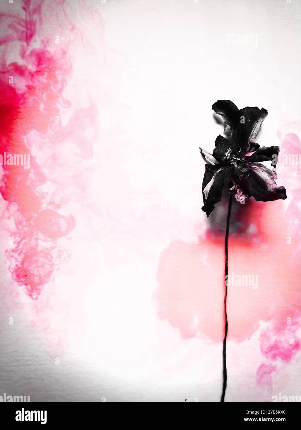 A withered flower hi-res stock photography and images - Alamy
