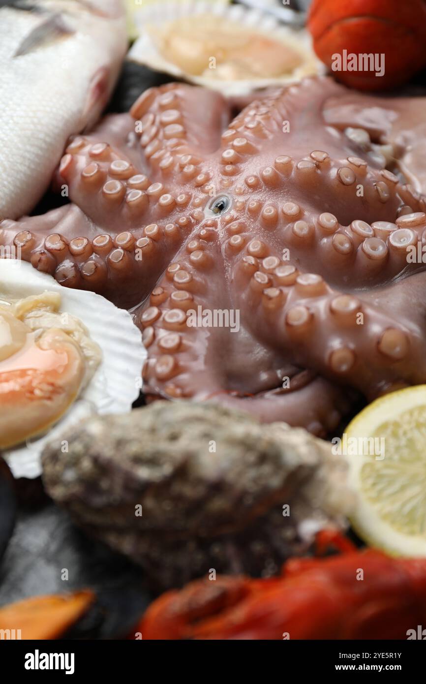 Whole fresh raw octopus and different sea food as background, closeup ...