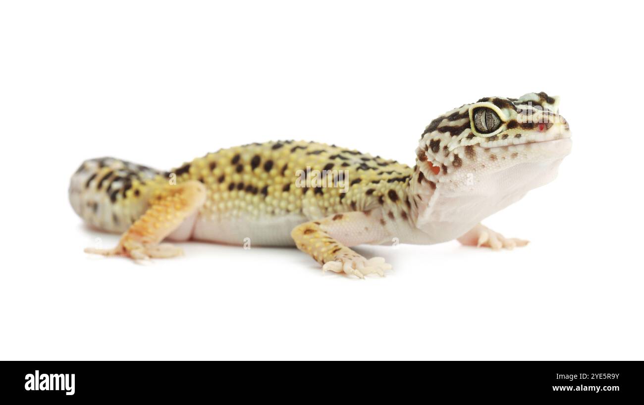 One beautiful gecko isolated on white. Exotic pet Stock Photo - Alamy
