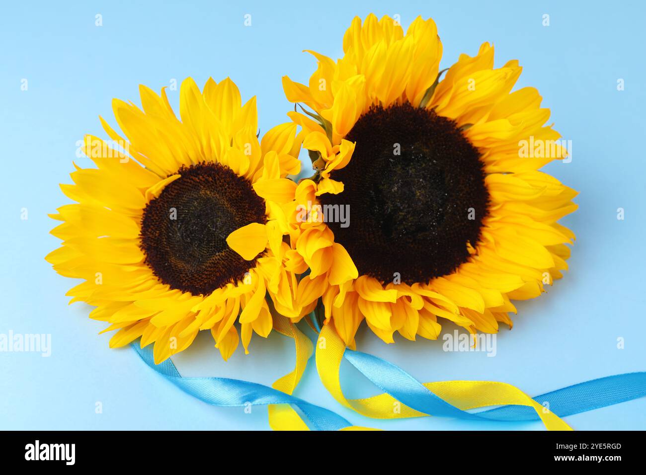 Sunflowers with ribbons in colors of Ukrainian national flag on light ...