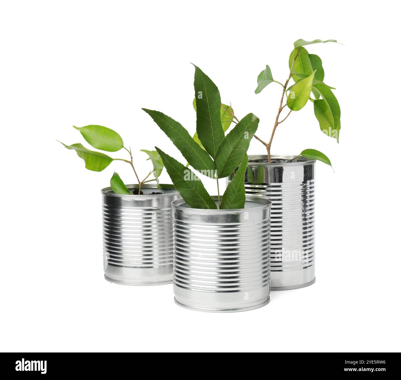 Recycling concept. Cans with plants isolated on white Stock Photo - Alamy