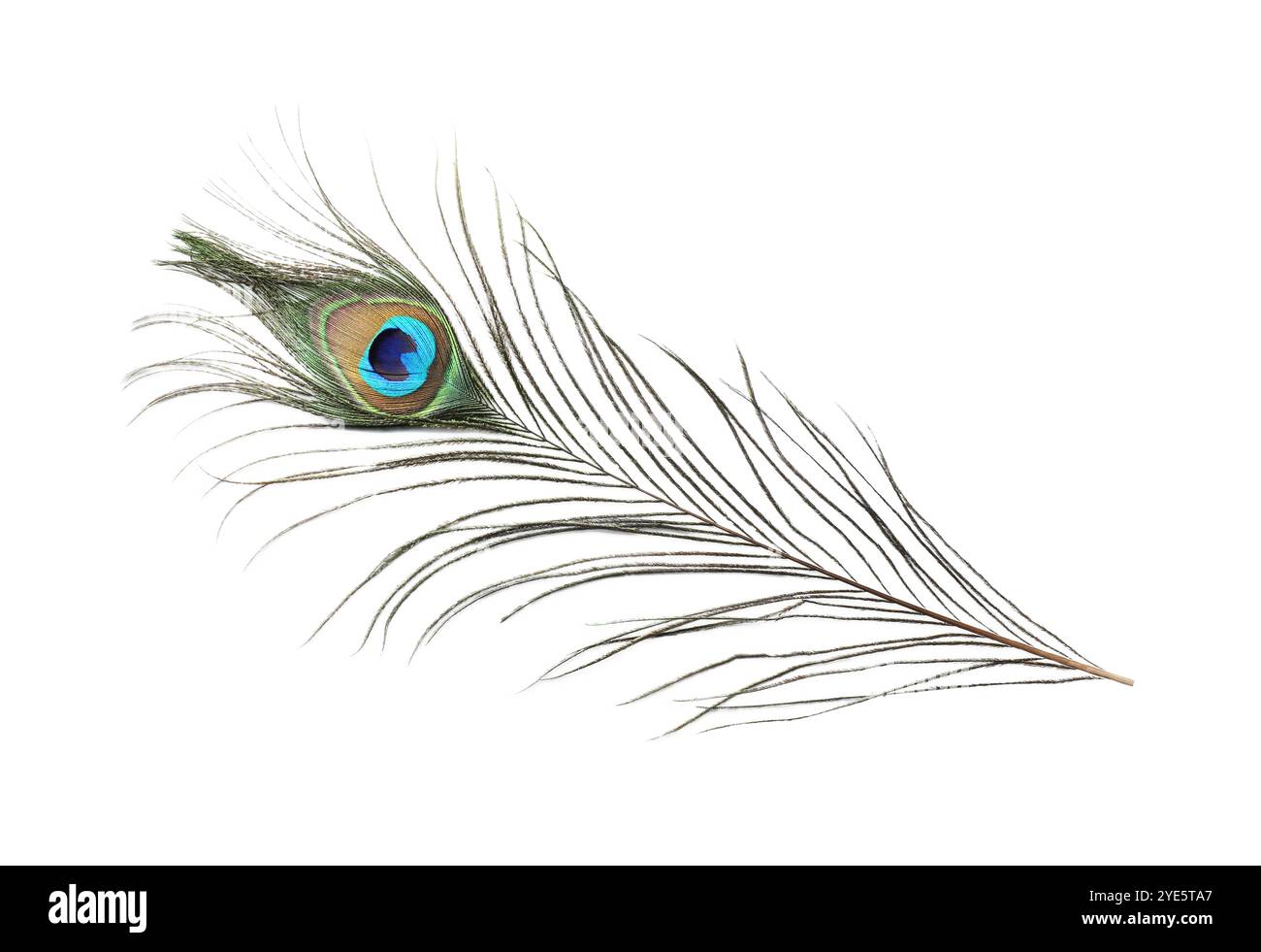 One beautiful peacock feather isolated on white Stock Photo - Alamy