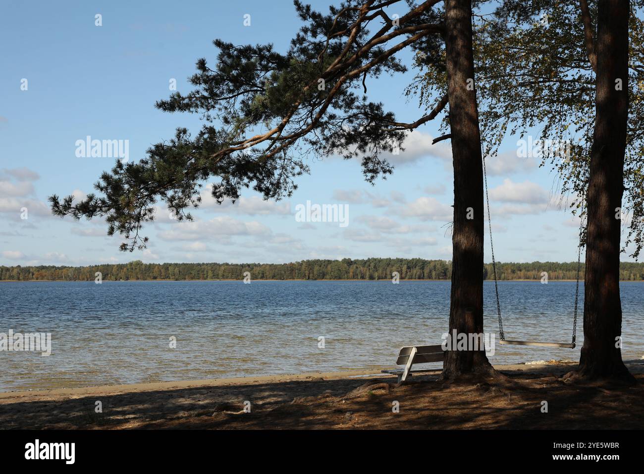 Beautiful trees, bench and swing near river Stock Photo - Alamy