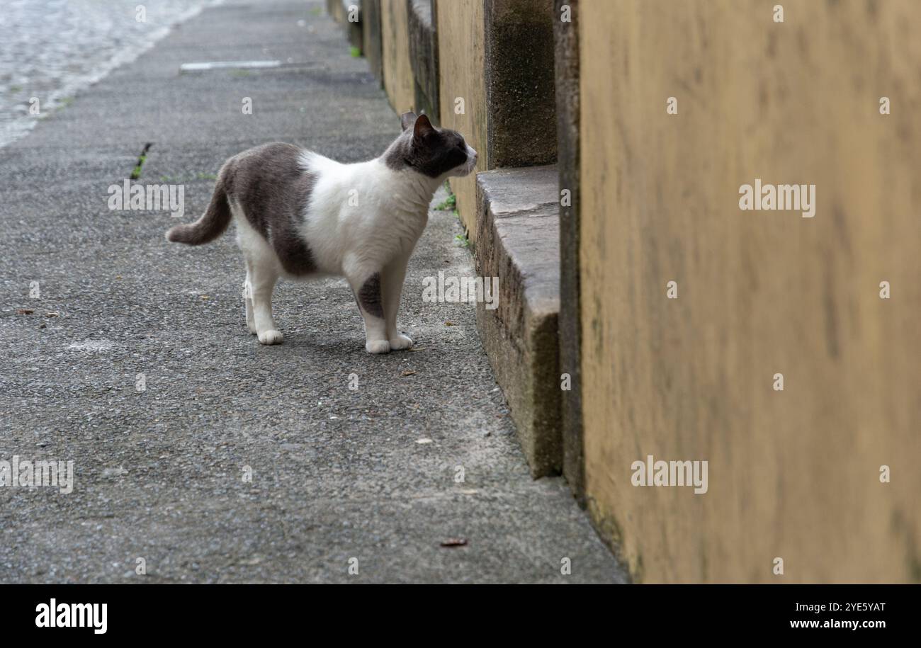 A black and white cat walking on the street in Pelourinho. Homeless ...