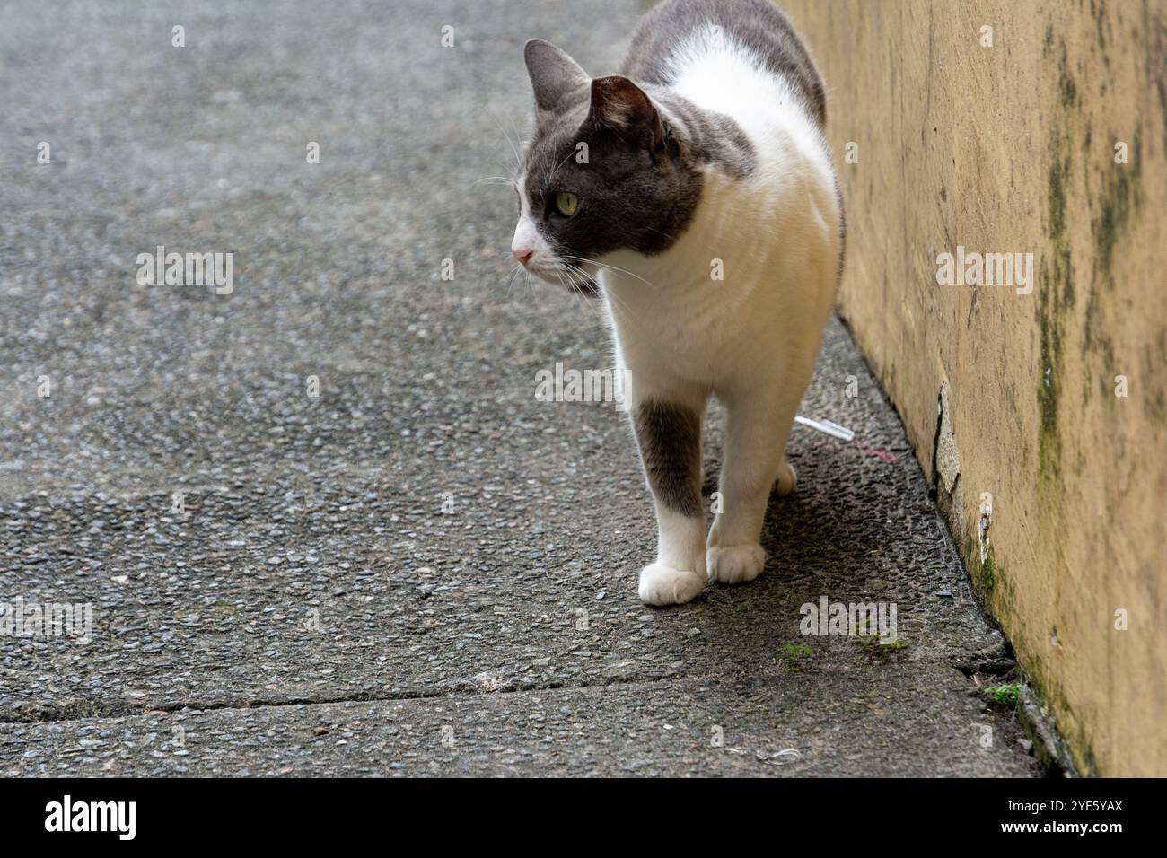Portrait street cat in nature hi-res stock photography and images - Alamy