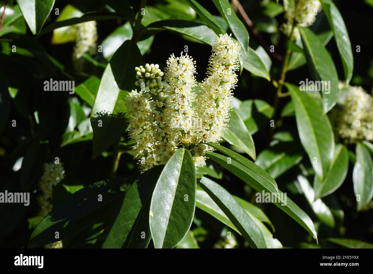 White flowers of Prunus laurocerasus, cherry laurel, common laurel ...