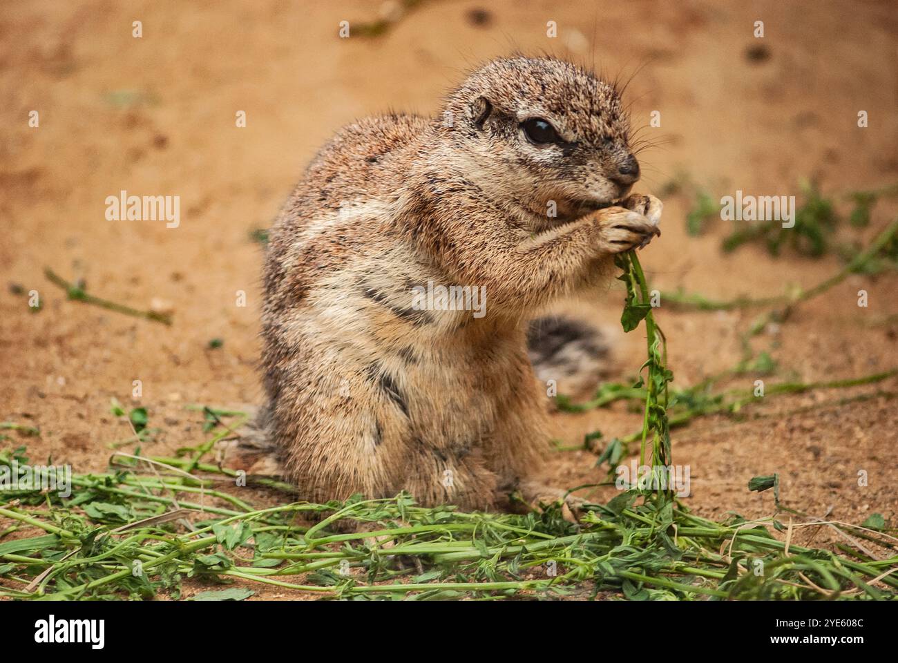 Cape ground squirrel Stock Photo - Alamy