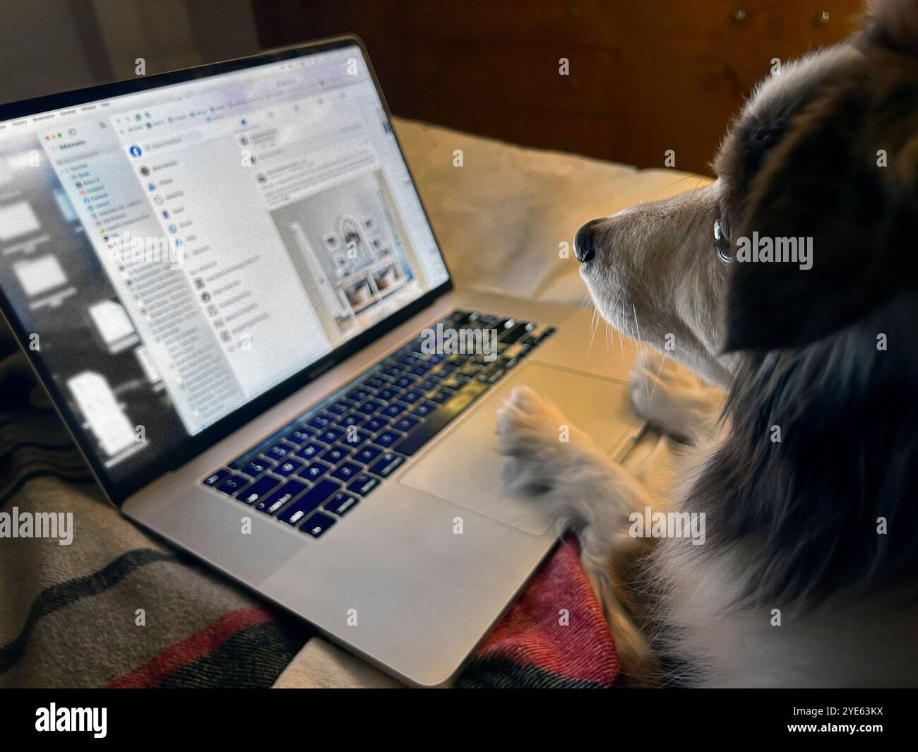 Dog looking at laptop computer screen Stock Photo - Alamy