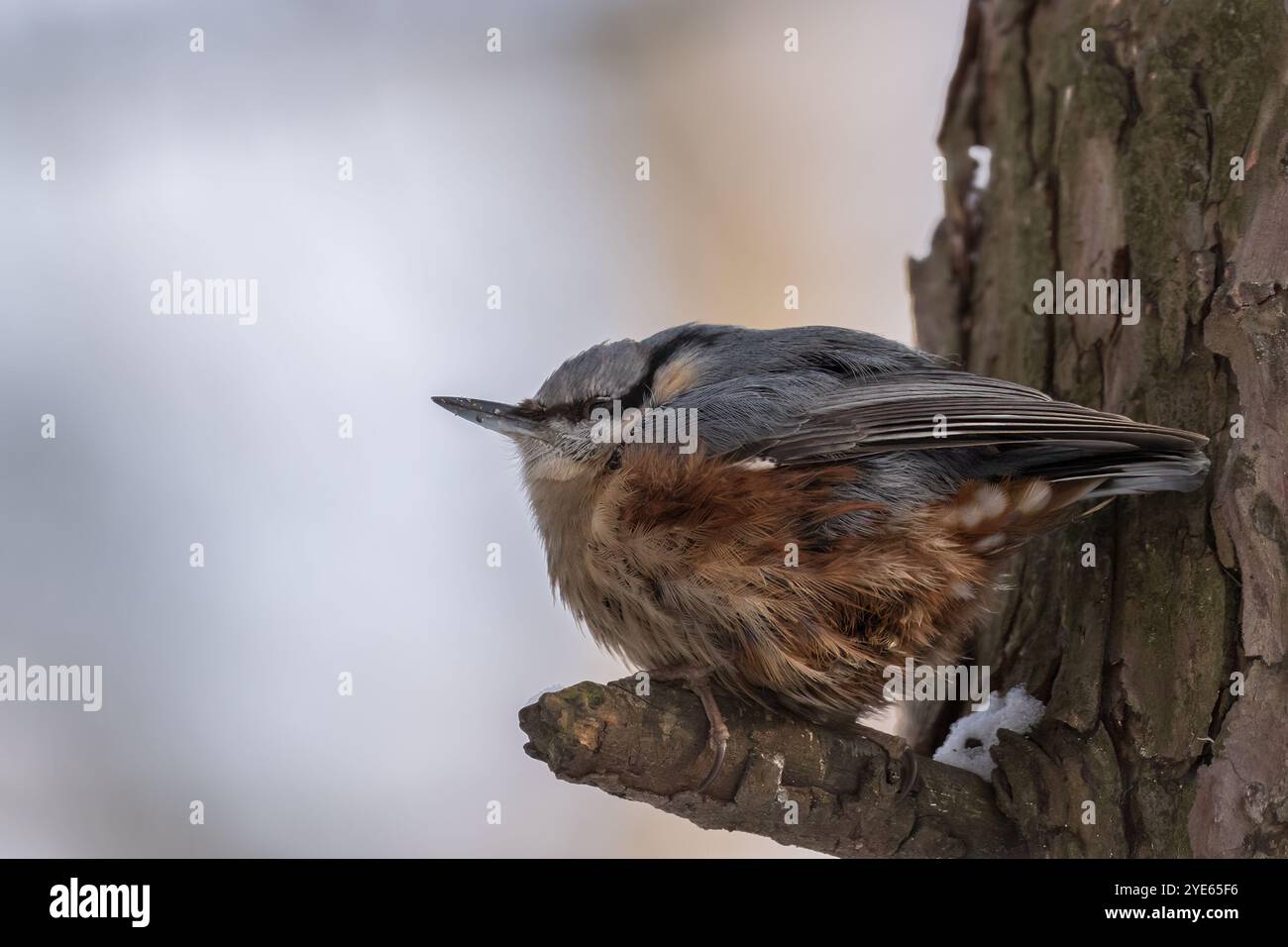 Warm up from cold hi-res stock photography and images - Alamy