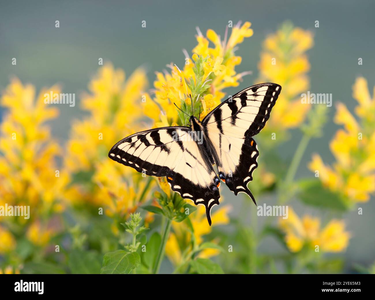 Macro of a male eastern tiger swallowtail butterfly (papilio glaucus ...