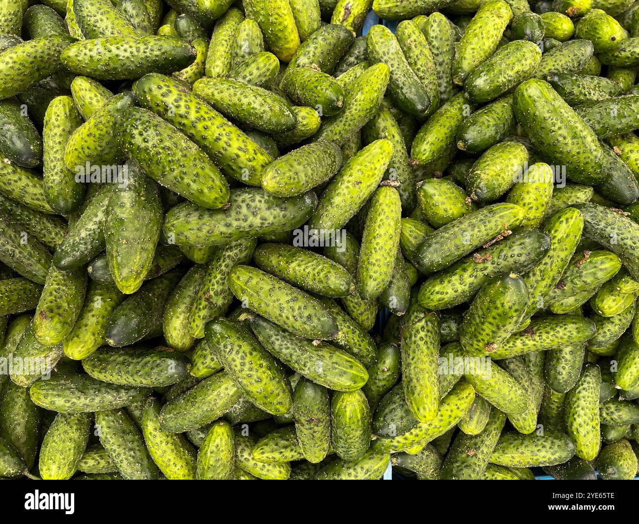 Cucumbers for pickling from the external market. Cucumbers for pickling ...
