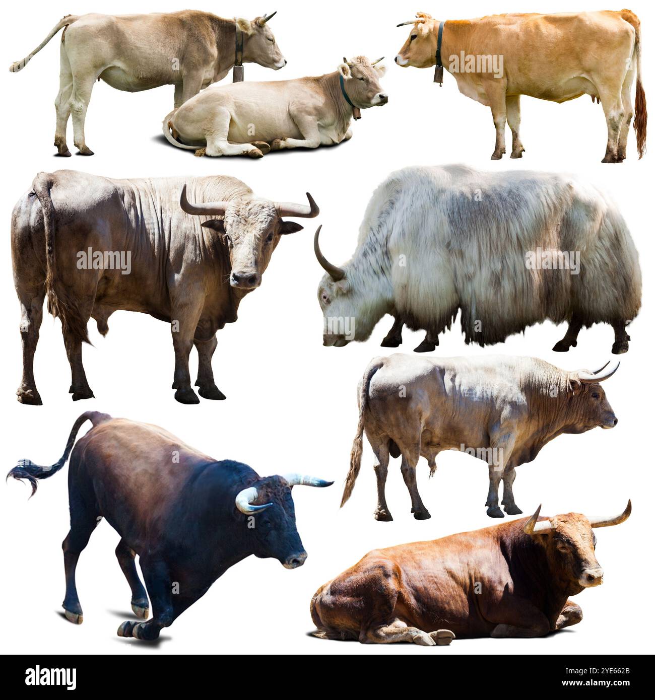 Collection of cows isolated on white background Stock Photo - Alamy