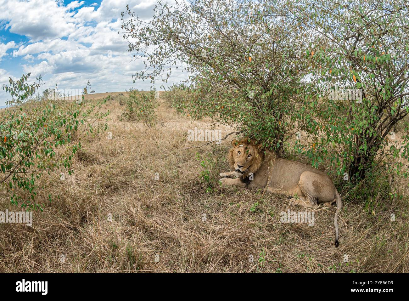 A fully grown lion resting under a short bush on a partly cloudy day ...