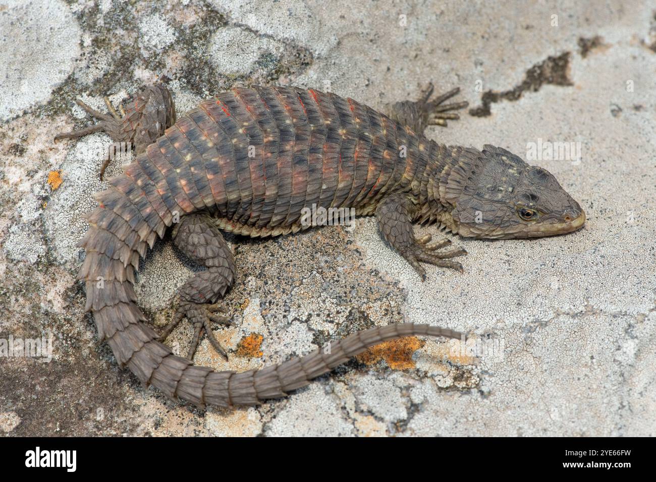 A beautiful Transvaal girdled lizard (Cordylus vittifer), also known as ...