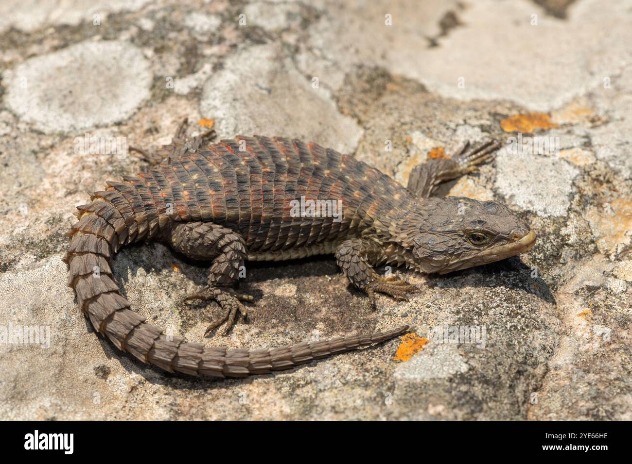 A beautiful Transvaal girdled lizard (Cordylus vittifer), also known as ...