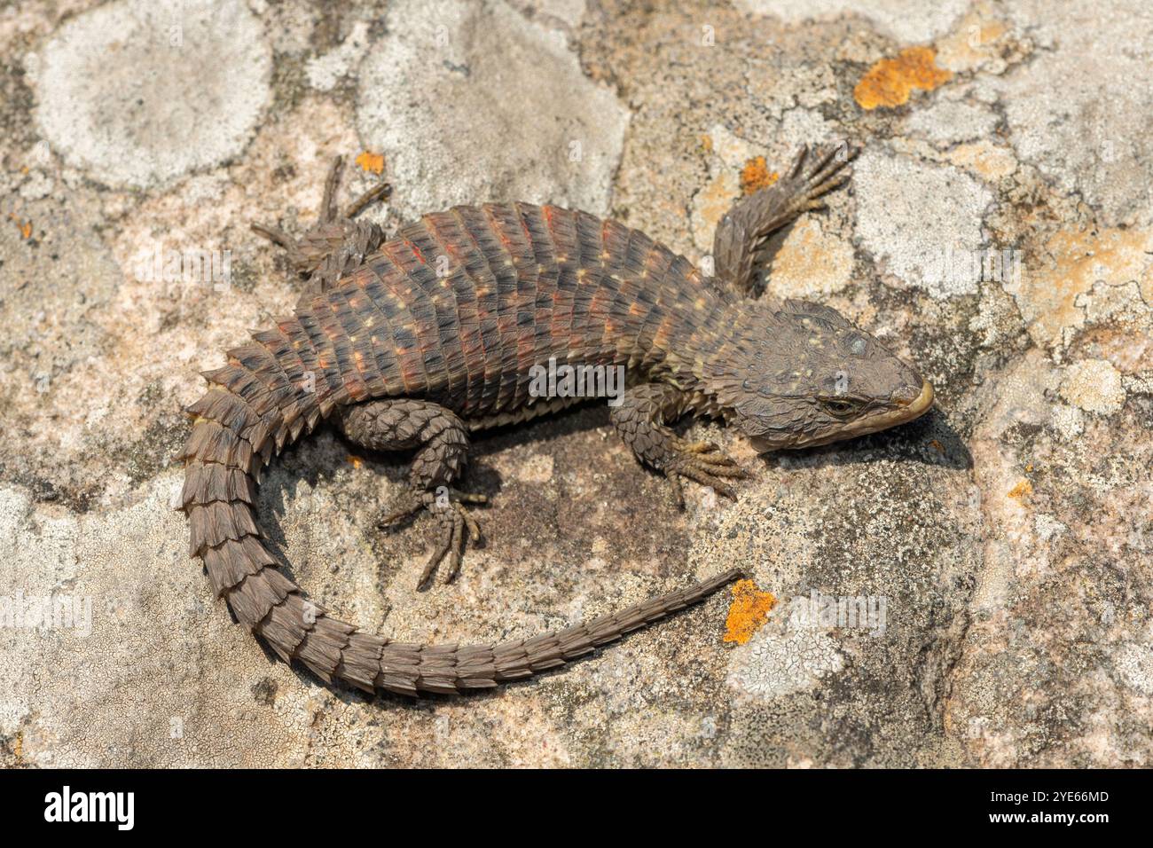 A beautiful Transvaal girdled lizard (Cordylus vittifer), also known as ...