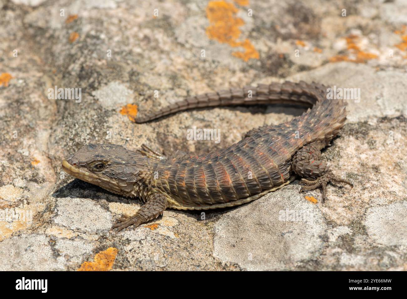 A beautiful Transvaal girdled lizard (Cordylus vittifer), also known as ...