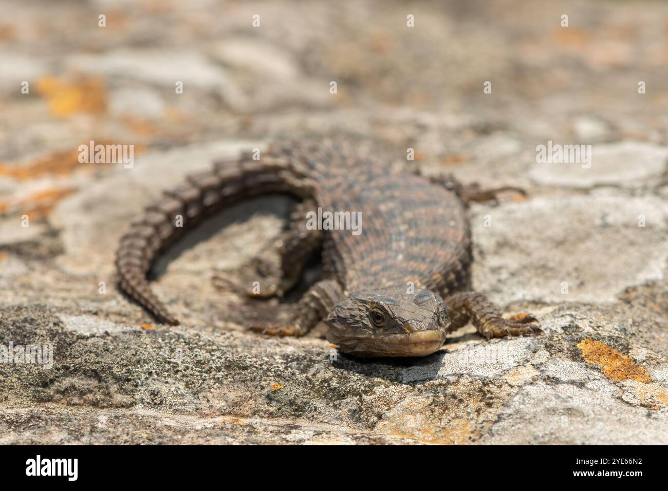 A beautiful Transvaal girdled lizard (Cordylus vittifer), also known as ...